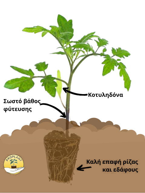 Παραλαβή Σποροφύτων και Φύτευση. – ProPlant